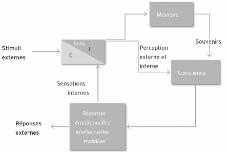 Le fonctionnement stimuli-réponse